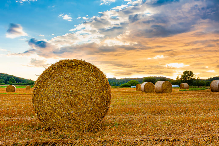 Grain & Hay Moisture Meters: Protecting the Harvest